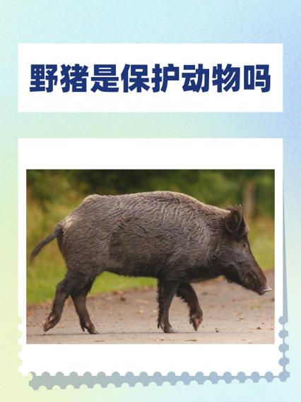 野猪一般几天走回头路图标