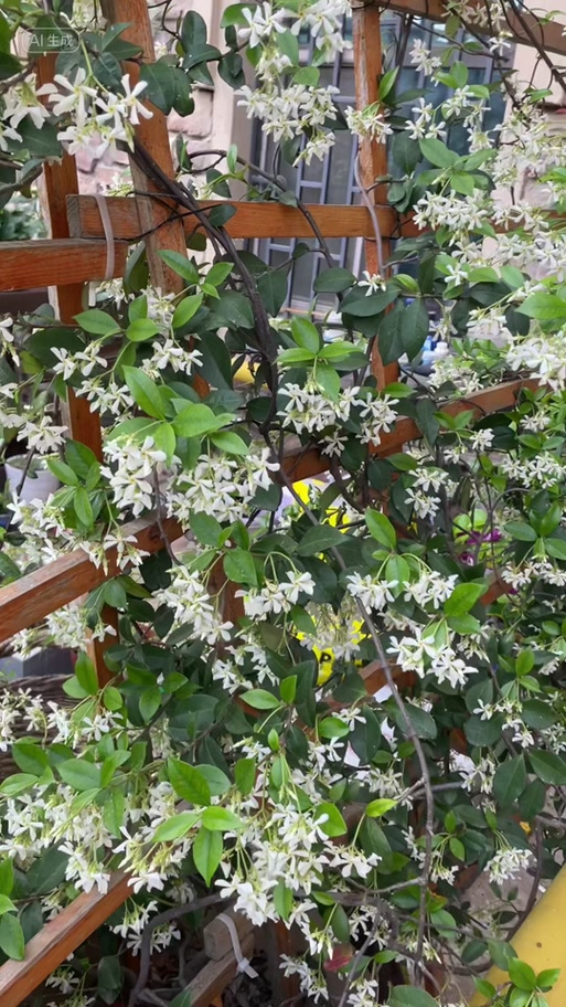 风车茉莉闻久了有毒吗图标