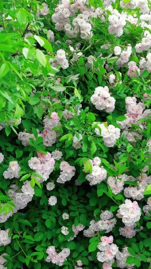 蔷薇花开图标