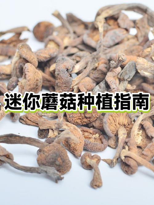 迷你世界如何种小蘑菇图标