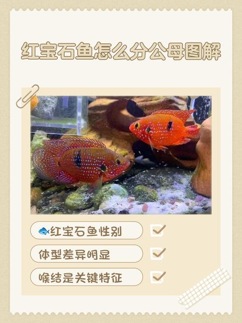 红缘和蓝缘的区别