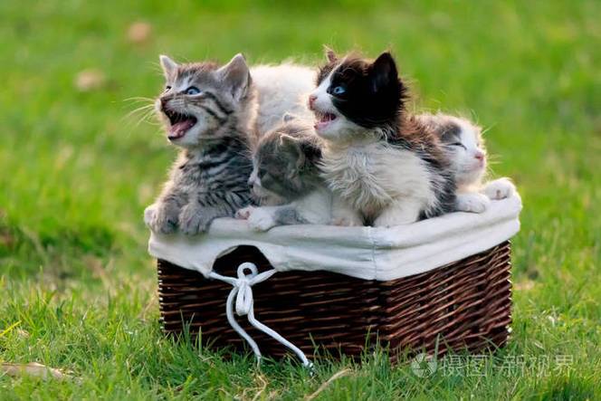 小猫喵喵图标