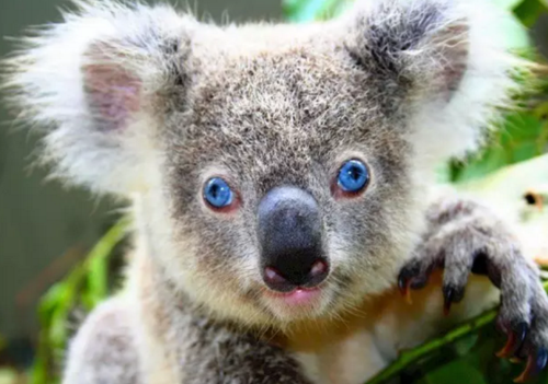 koala考拉加速器图标