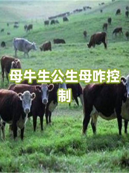 母牛生公母的口诀图标