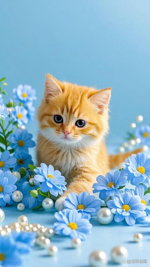 猫图片高清大图图标