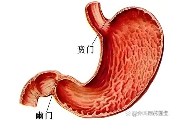 贲门念ben还是念pen