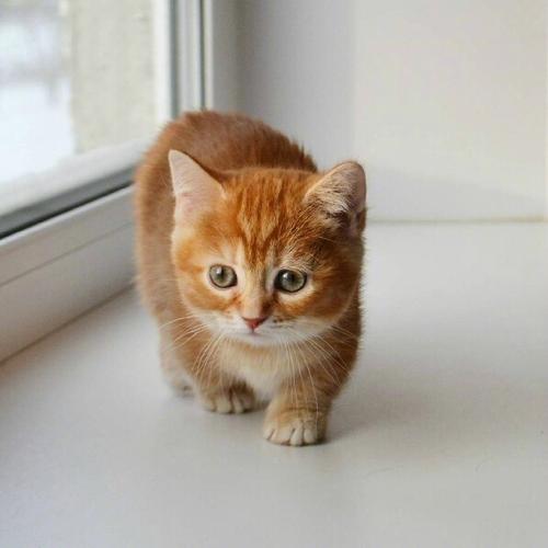 小橘猫图标