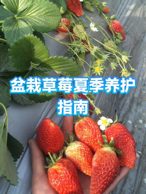草莓怎么吸才明显图标