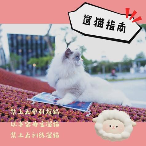 猫咪男友养成指南免费下拉式图标