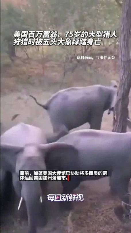 美国富豪打猎被5头大象踩死截图