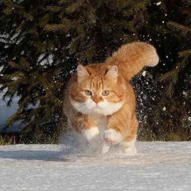 小橘猫图片头像大全图标