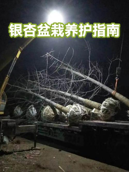银杏树盆栽养殖方法图标