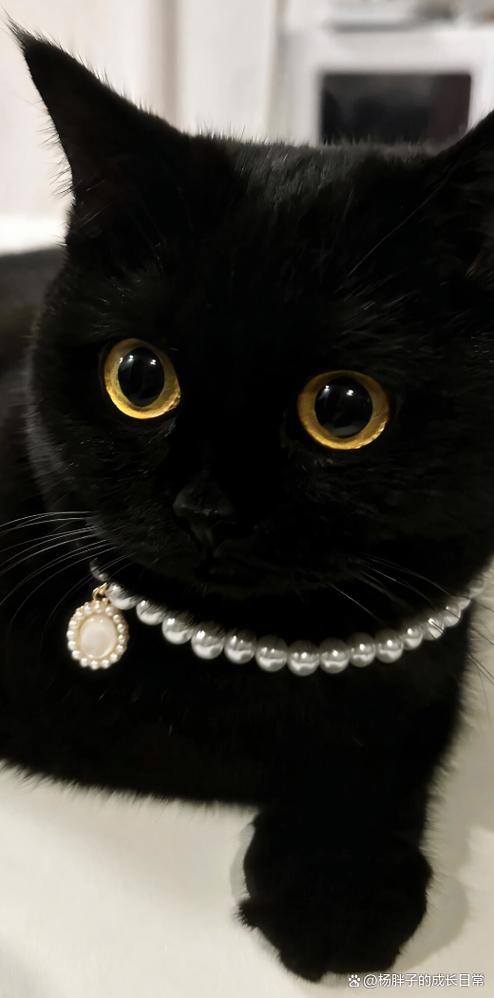 黑猫代表什么意思图标