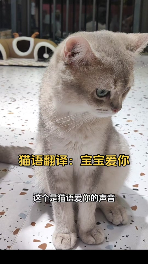 猫语翻译图标