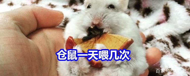 仓鼠几天喂一次图标