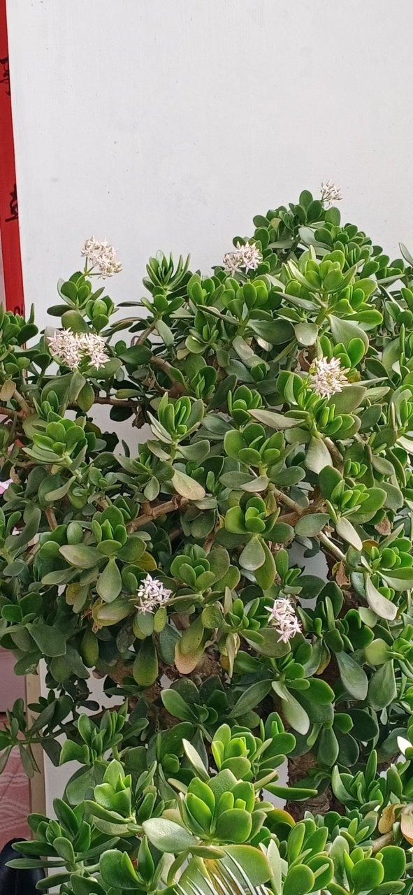 玉树开花的6个征兆