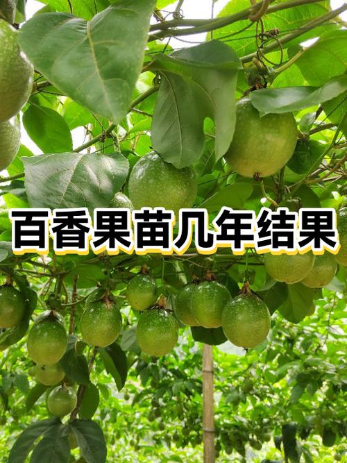 人生如百香果截图