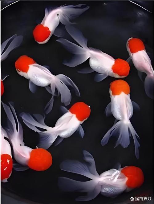 鸿运当头一般能活多久截图