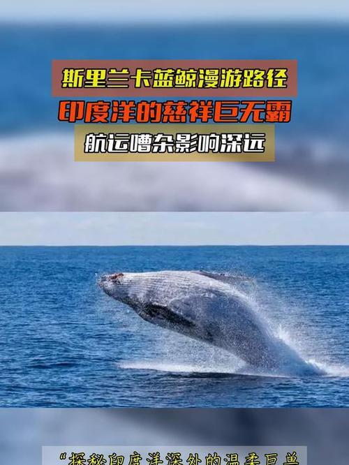 蓝鲸漫游缩略图