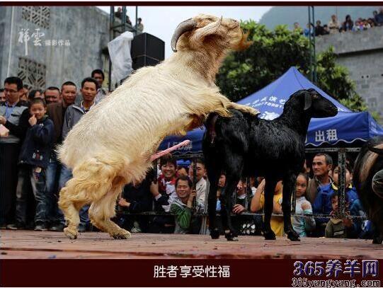 人能和羊配吗截图