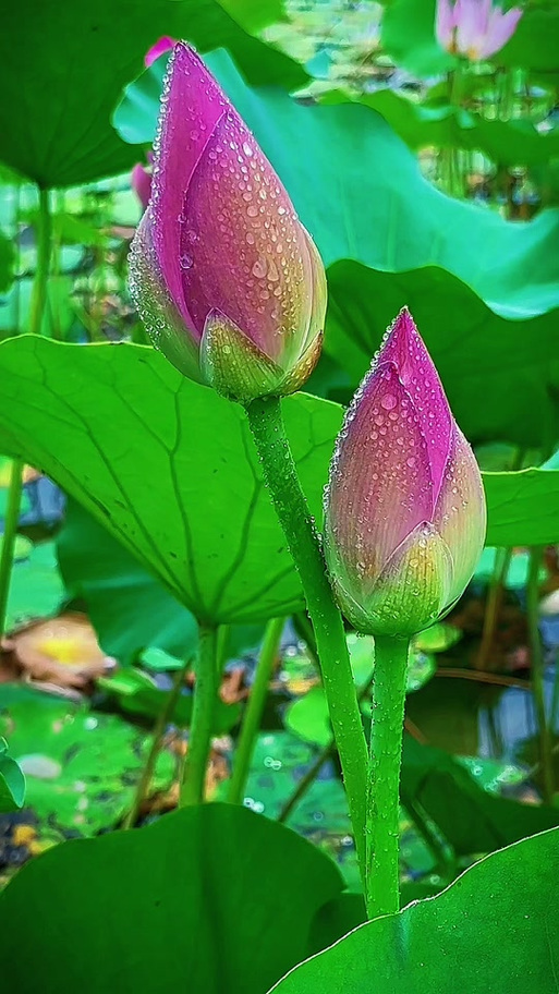 含苞待放的荷花图标