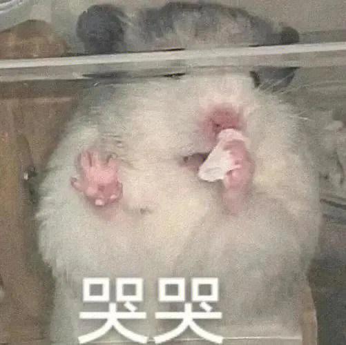 怎么看出仓鼠哭了截图