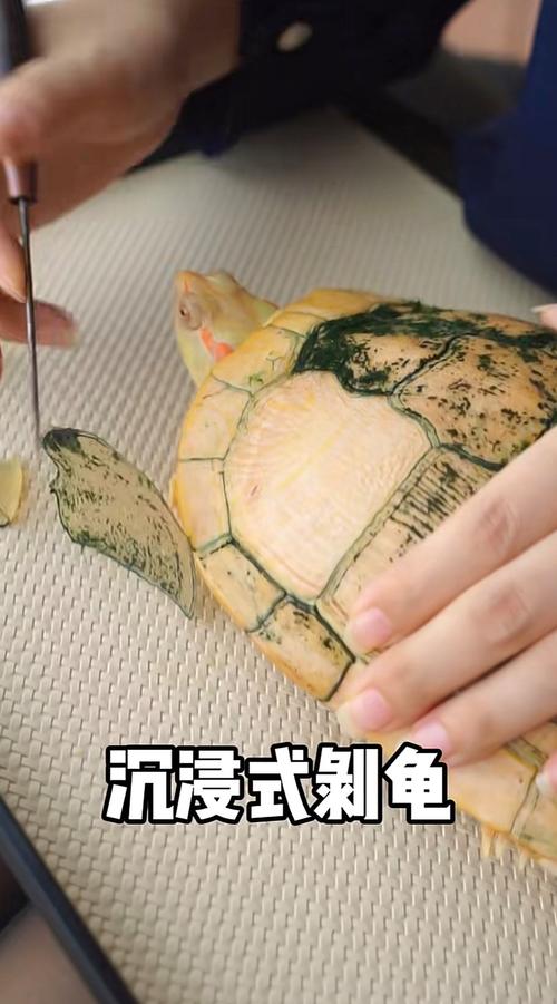 龟壳怎么处理才不会臭图标
