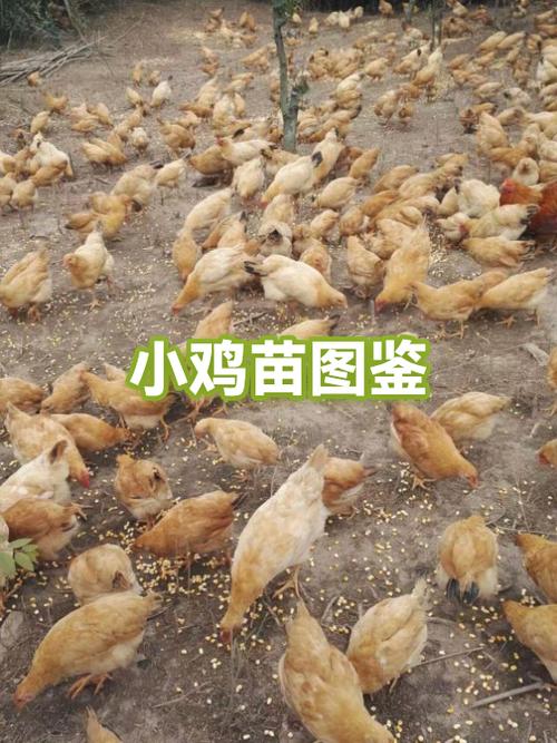 1斤左右鸡苗批发市场图标