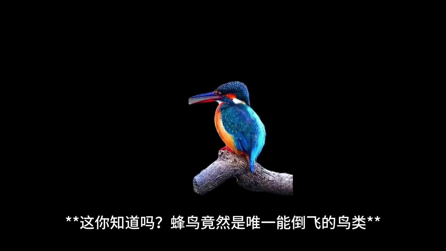 2018蜂鸟众包跑单技巧图标