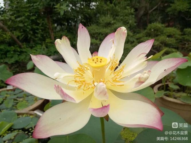 荷花莲花都有藕吗图标
