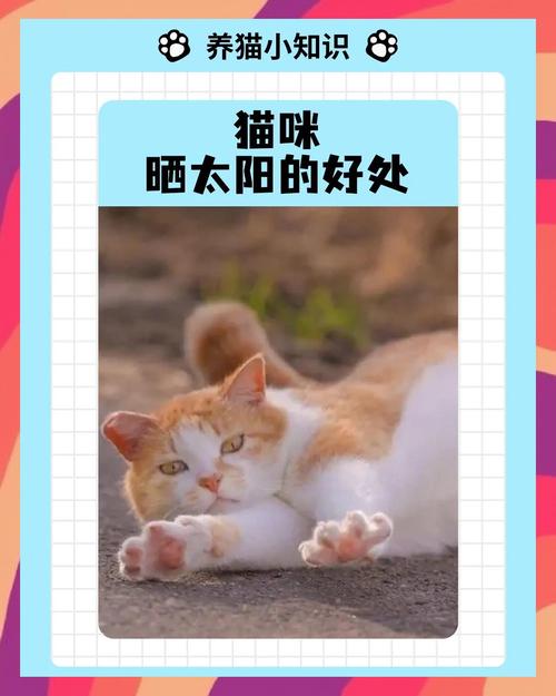 养猫晒不到太阳怎么办截图