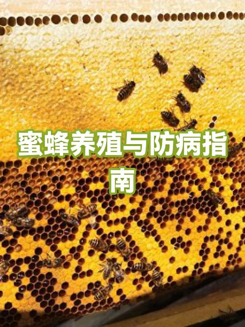 蜜蜂会传播疾病吗图标