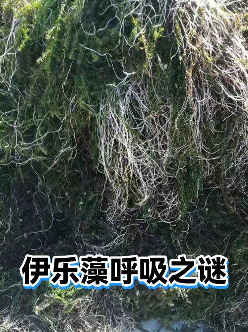 男生接吻时呼吸加重的原因图标