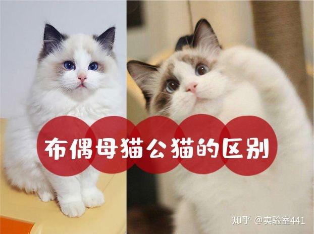 布偶猫家养公猫还是母猫好图标