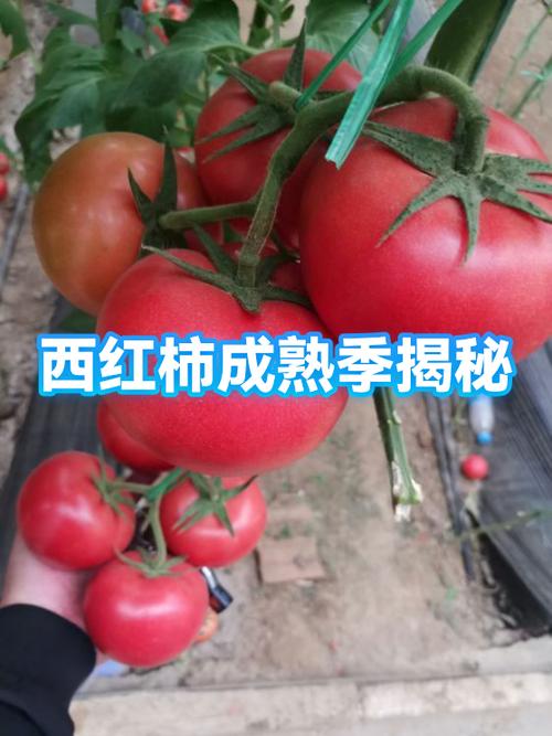 番茄什么季节成熟图标