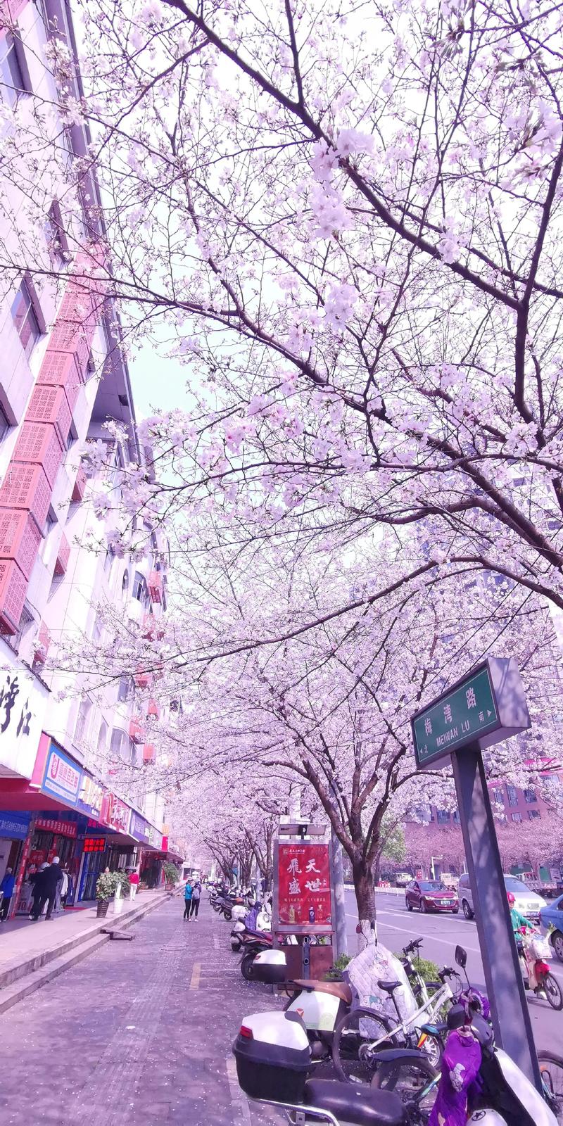 樱花校园之丧尸病毒爆发图标