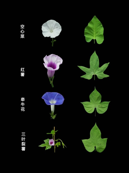 牵牛花登陆图标