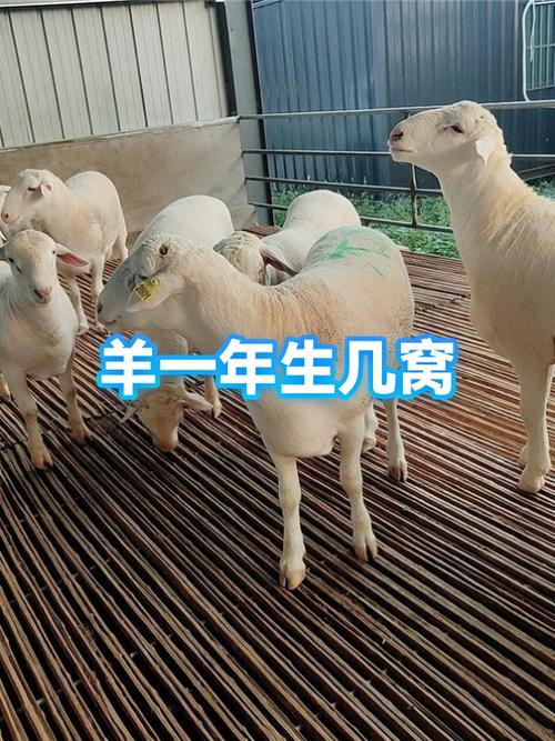 羊10头山羊一年能赚多少钱截图