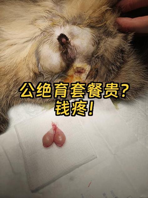 睾丸上绑橡皮筋坏死了图标