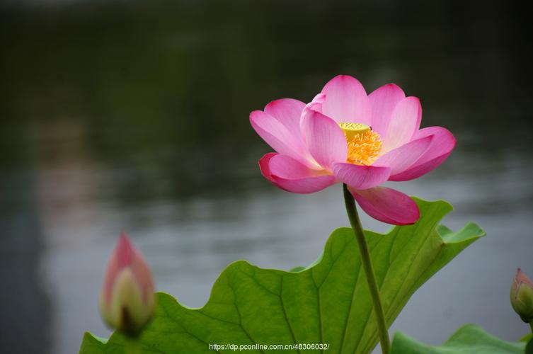 清水出芙蓉暗示什么截图