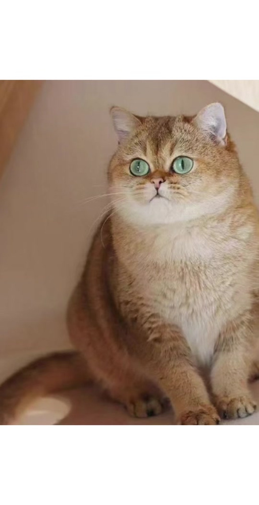 寄养猫咪图标