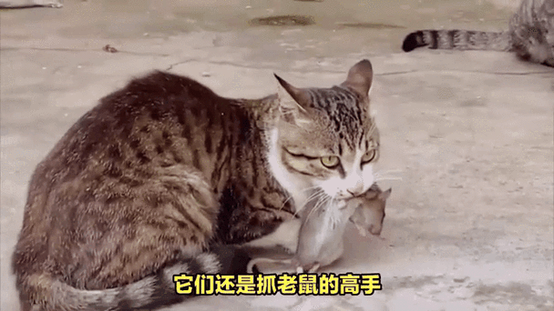 猫第一次抓老鼠截图
