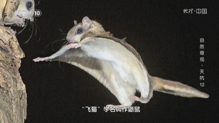 飞猫截图