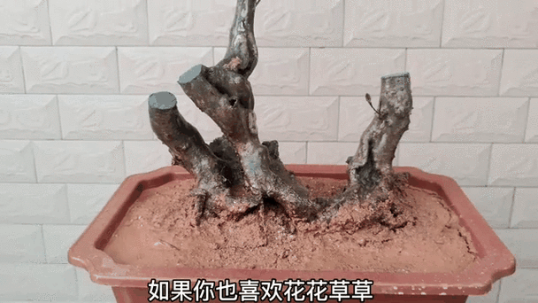 盆景造型设计手机软件截图