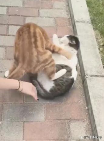 猫突然扑向人的脸