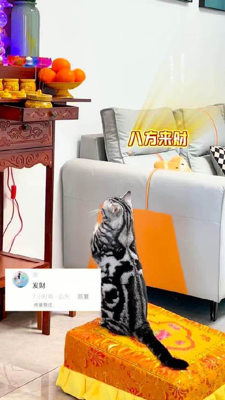 小猫招财乐特色玩法截图