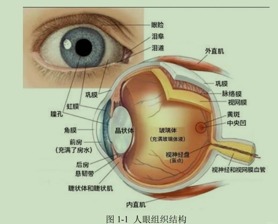 眼球脏了怎么清理图标
