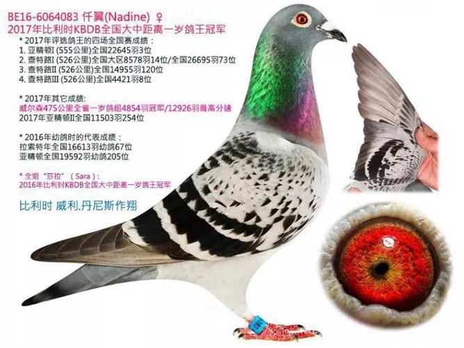 赛鸽价格一览表图标