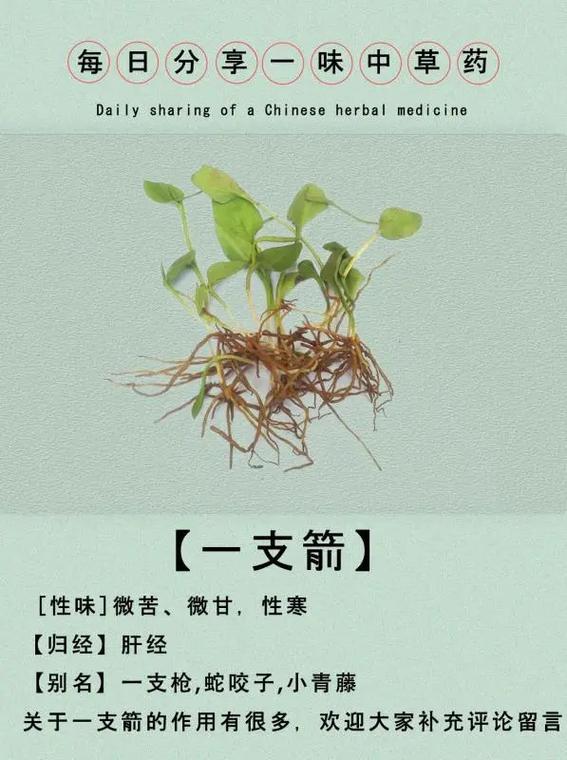 一支箭泡水喝有啥功效
