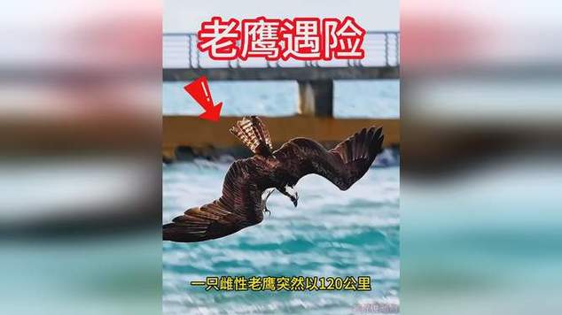 老鹰的速度每小时多少公里图标